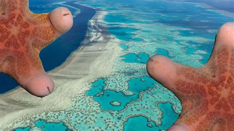 Australian Starfish Goes Viral On Reddit For Its Uncanny Resemblance To