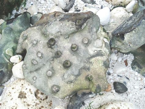 West Large Flint With Many Sponges Uk Fossil Collecting