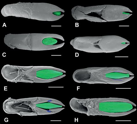 Phylacastus Species Spp Aedeagi Ad Aedeagus Dorsal View E F Aedeagus