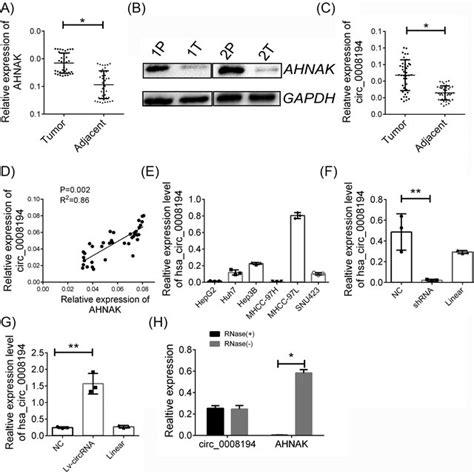 Ahnak And Circ 0008194 Was Expressed At High Levels In Hcc Tissues And Download Scientific