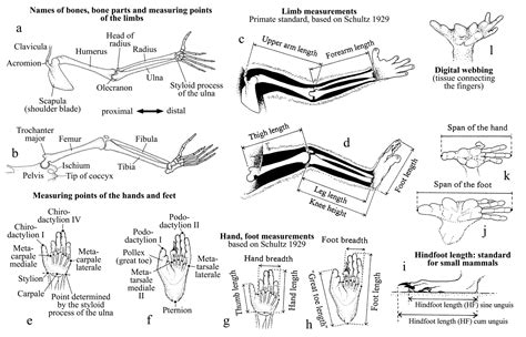 Limb Measurement Standards For Lorises And Pottos
