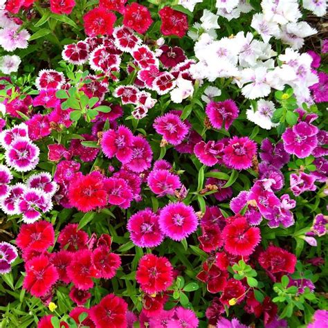 Universal Indicator Scale Photograph By Andrew Lambert