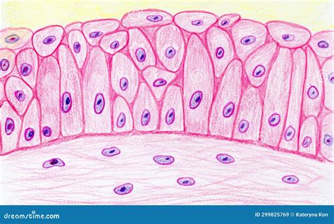 Transitional Epithelium Hand Drawn Illustration