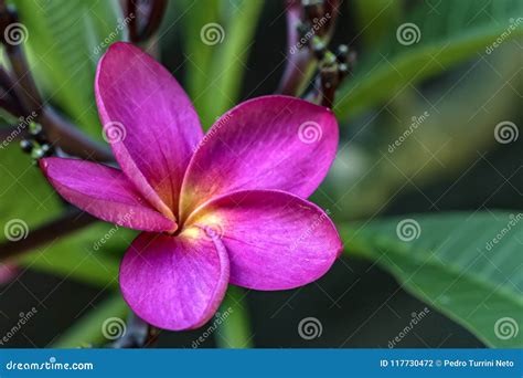 Pink Jasmine Flower Close Up Photo Jasminum X Stephanense Stock Photo