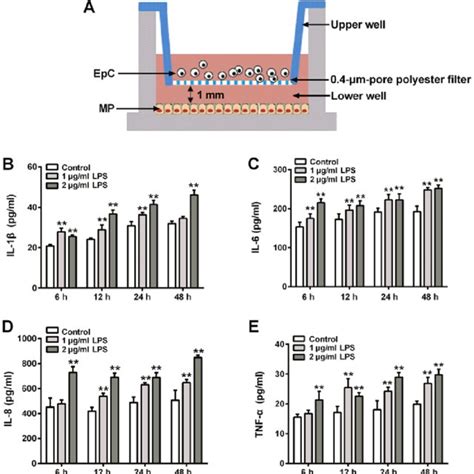 Effect Of Different Concentrations Of Lps On The Levels Of Cytokine