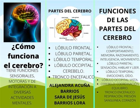 Folleto Cómo Funciona El Cerebro Como Funciona El Cerebro Cerebro