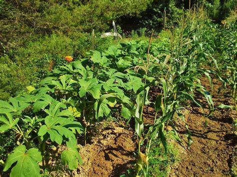 Corn And Okra Jim Tighe Flickr