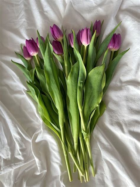 꽃 꽃잎 수직 쐈어 위에서 내려다 본 차 컵 확대 흰색 배경에 관한 무료 스톡 사진