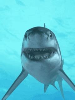 Angry Shark  By Lacilu22 Photobucket Great White Shark