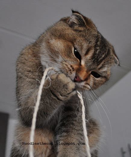 I Iz Noodles The Cat How To Floss