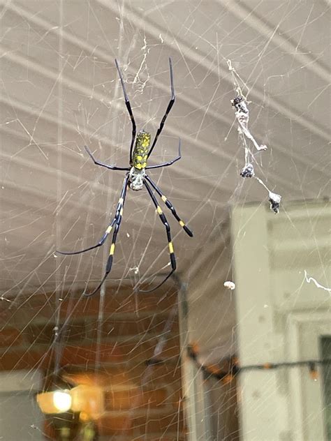 Joro Spider She Has Gotten About The Size Of My Palm Are These