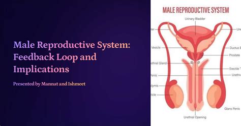 Male Reproductive System Feedback Loop And Implications
