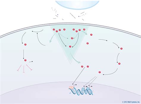 Il 15 Signaling Pathways Randd Systems