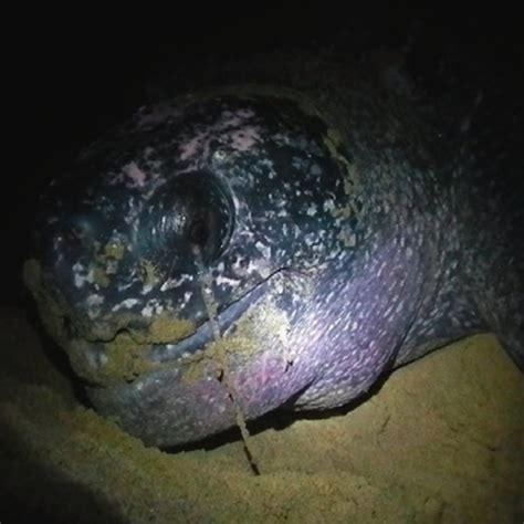 Scute Patterns And Shell Morphology Of The 7 Sea Turtle Species