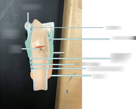 Respiratory System Model Diagram Quizlet