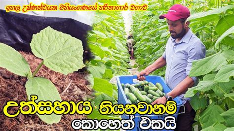 කැලේ මාරු උනාට කොටියගේ පුල්ලි මාරු වෙන්නේ නැ Youtube