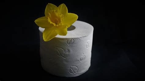 5 무료 두루마리 휴지 And 휴지 이미지 Pixabay