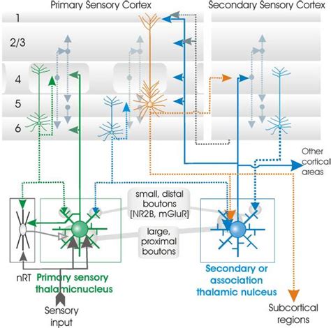 深度神经网络 Dnn 是否模拟了人类大脑皮层结构？ 集智俱乐部