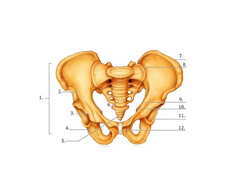 Pelvis Skeletal Diagram Quiz