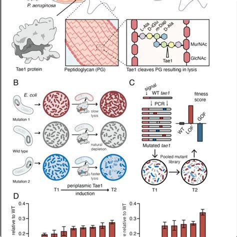 Deep Mutational Scanning Identifies Amino Acid Residues Important For