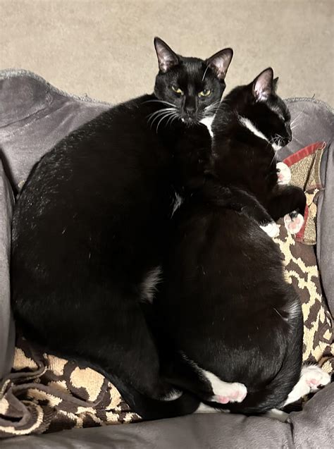 A Private Moment Interrupted R Tuxedocats