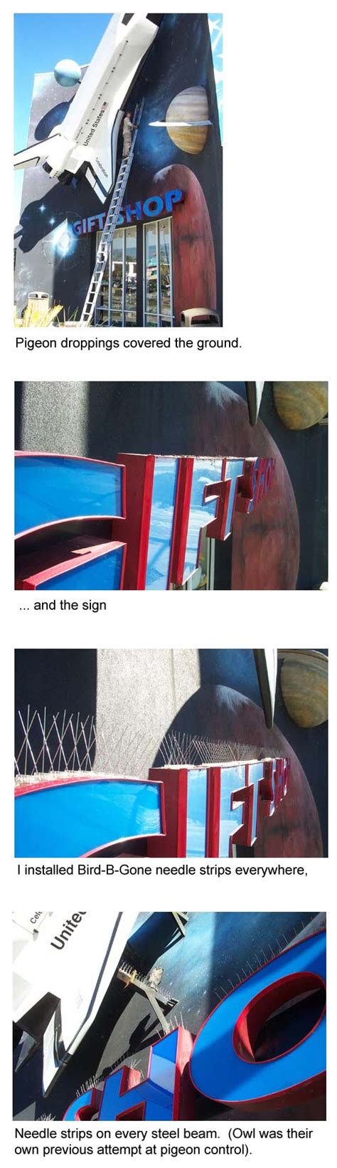 Bird Prevention Pigeons And Other Birds