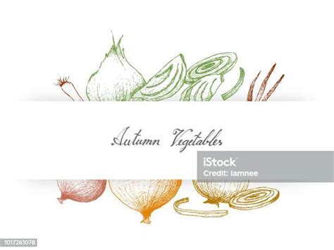 손으로 그린 양파 Scallions의가 채소 가을에 대한 스톡 벡터 아트 및 기타 이미지 가을 골파 구근 식물 Istock