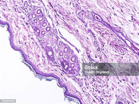 Histologi Jaringan Manusia Foto Stok Unduh Gambar Sekarang Jaringan