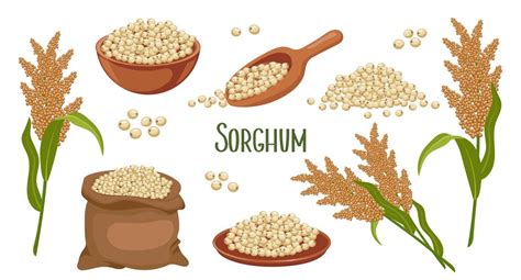 Premium Vector Set Of Sorghum Grains And Spikelets Sorghum Plant