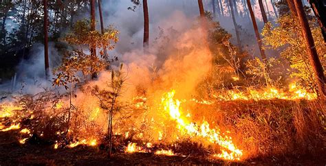 Honduras Enfrenta Una Devastadora Oleada De Incendios Forestales Que