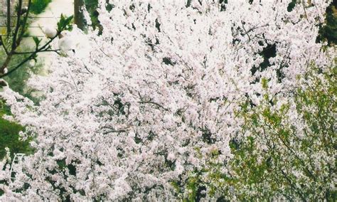 Τα ασπρόφκιορά σου Λαζανιά Κοινοτικό Συμβούλιο Λαζανιά Lazanias Community