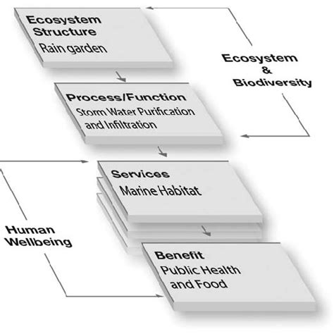 Cascade Diagram Showing The Relationship Of Ecosystem Structure Download Scientific Diagram