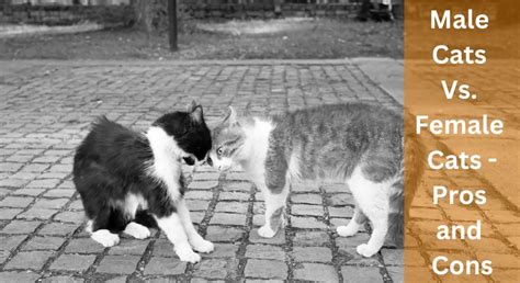 The Differences Between Male And Female Cats How To Tell Cat Genders
