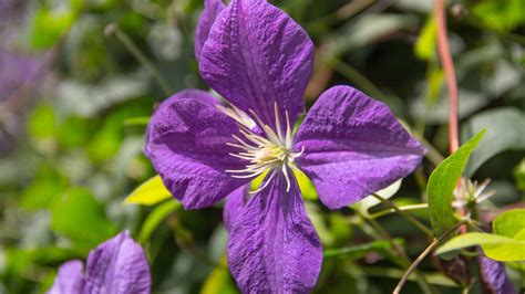 How To Plant Grow And Care For Clematis Jackmanii