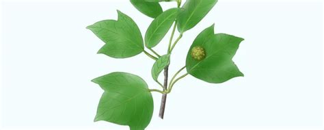 半枫荷的功效与作用中药视野中医99健康网