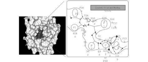 Location Of Active Site Of Thermicin Based On Modeling Structure Download Scientific Diagram