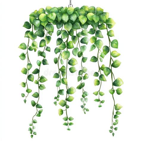 Clipart Vine Plants