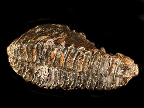 Russian Woolly Mammoth Mammuthus Primigenius Fossil Tooth —
