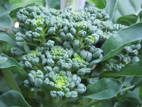 Sweet Domesticity Calabrese Green Sprouting Broccoli