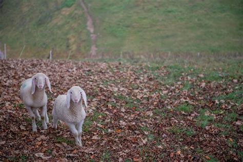 Premium Photo Sheep Grazing