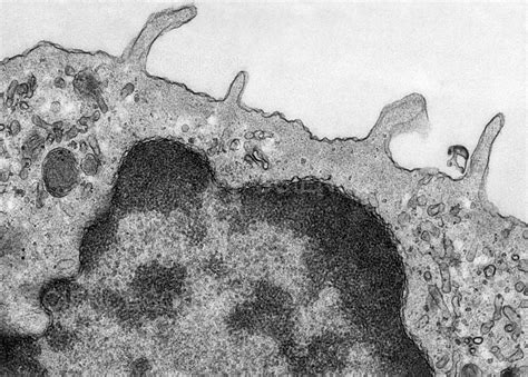 Pinocytosis