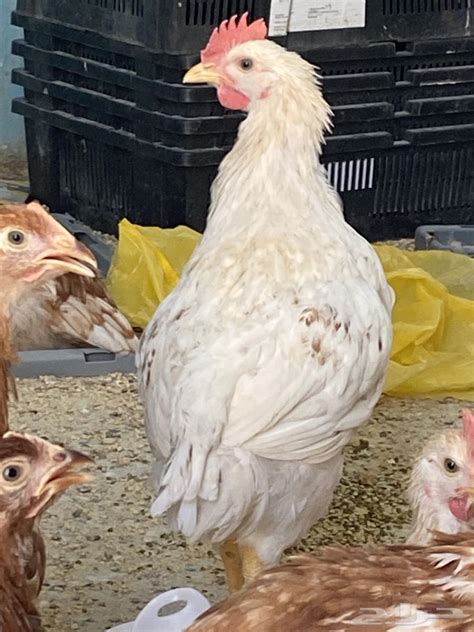 لوهمان براون جيل اول انتاج شركة موقع حراج