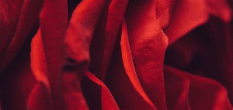 Wine Quality Prediction Easy Steps With Machine Learning In 2025