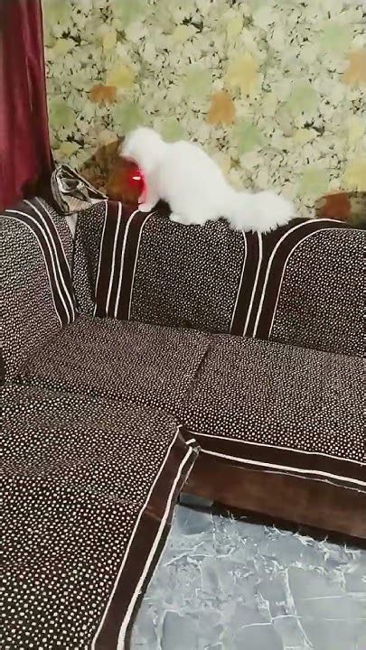 Funny Comedy Song Halloween Memes Cat Minivlog Catcomedy