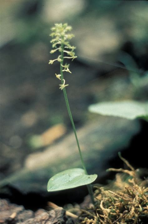 Malaxis Unifolia Green Adders Mouth Go Botany