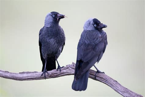 Die Dohlen Foto And Bild World Natur Tiere Bilder Auf Fotocommunity