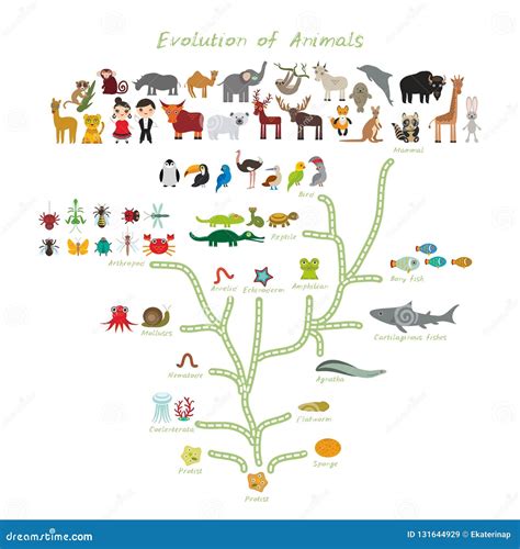 Evolution In Biology Scheme Evolution Of Animals Isolated On White