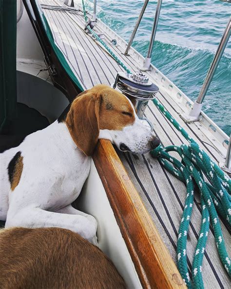 Looking For American Treeing Walker Coonhound Breed Information This