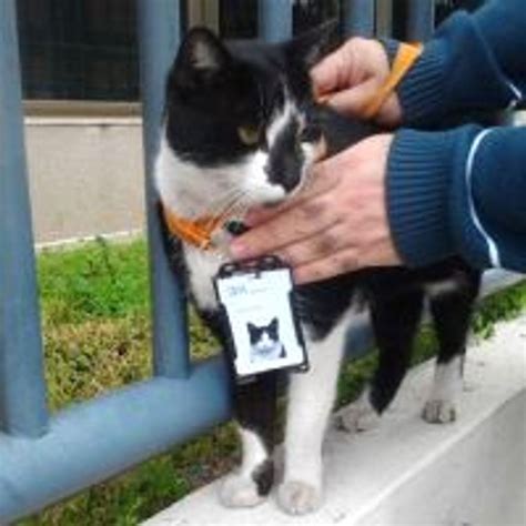 Stray Cat Receives Employee Badge From Ibm Love Meow
