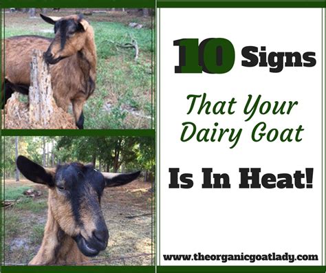 10 Signs That Your Dairy Goat Is In Heat The Organic Goat Lady
